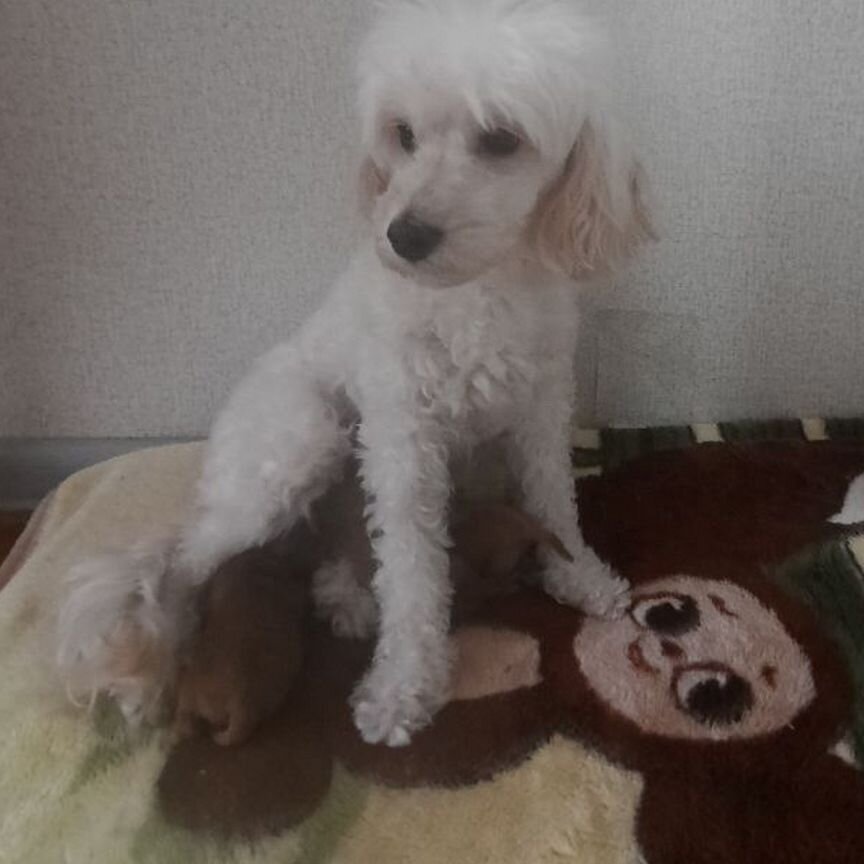 Той-пудель, щенок