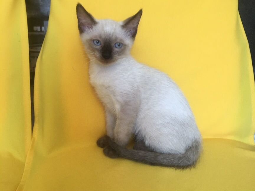 Котёнок тайский