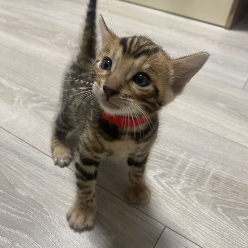 Бенгальские котята