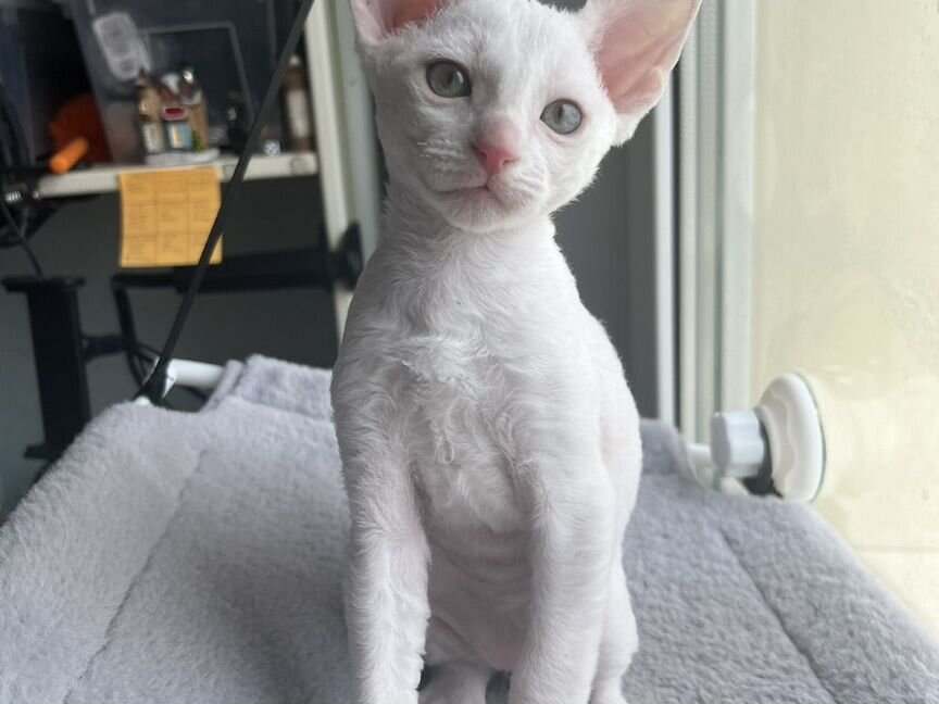 Котята корниш-рекс