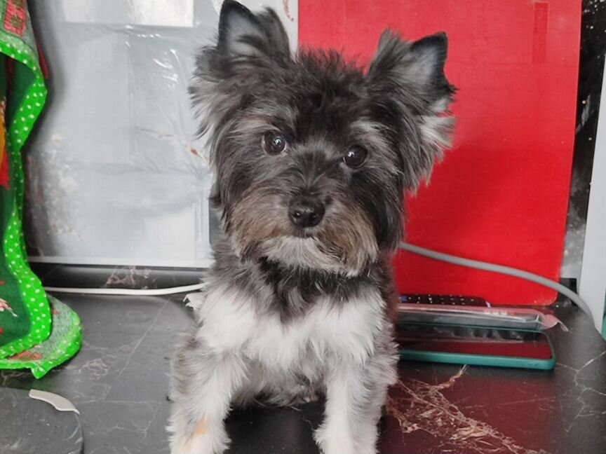 Маленькие собачки