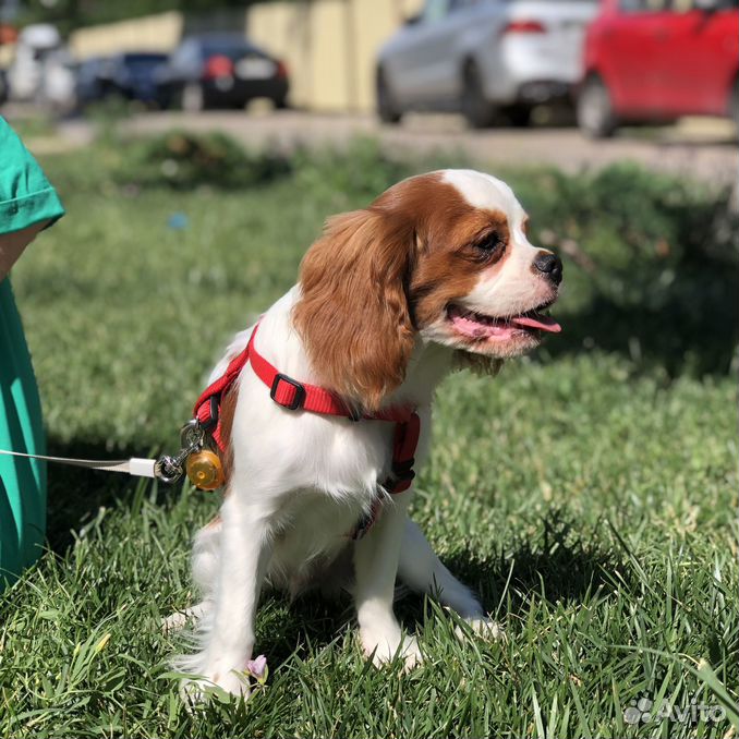 Кавалер кинг чарльз мальчик бленхейм