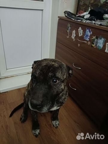 Вязка стаффордширский терьер