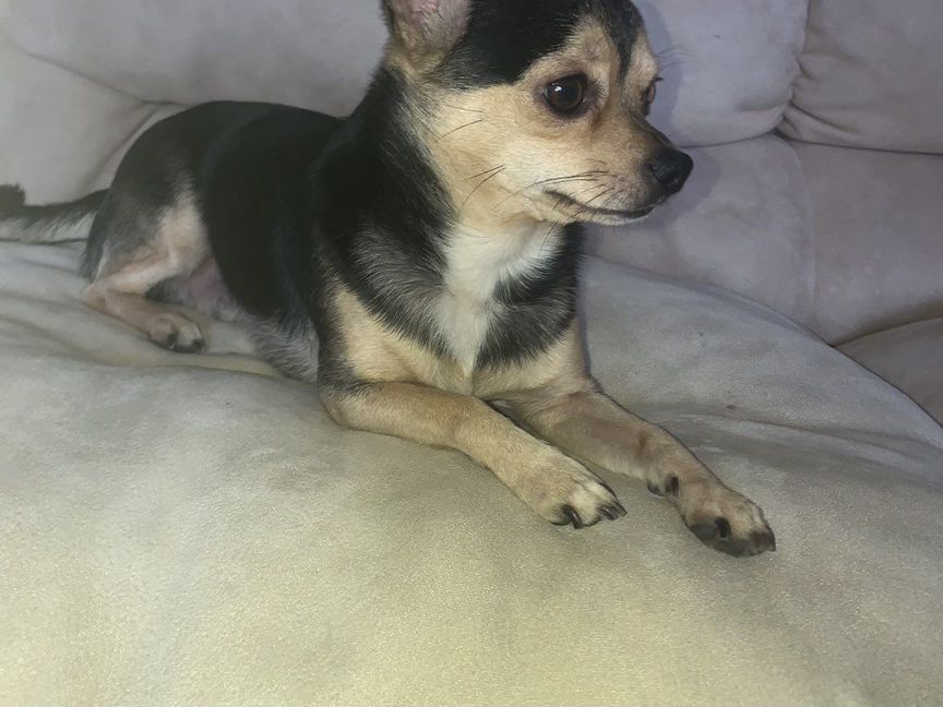 Чихуахуа жених