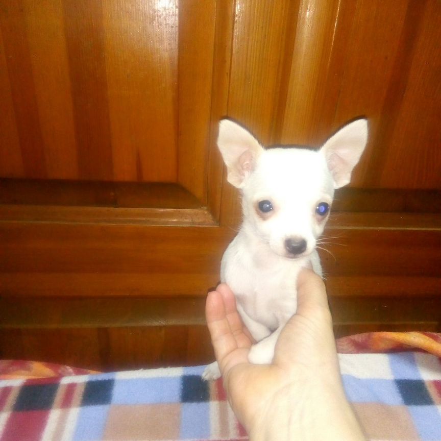 Маленькая девочка