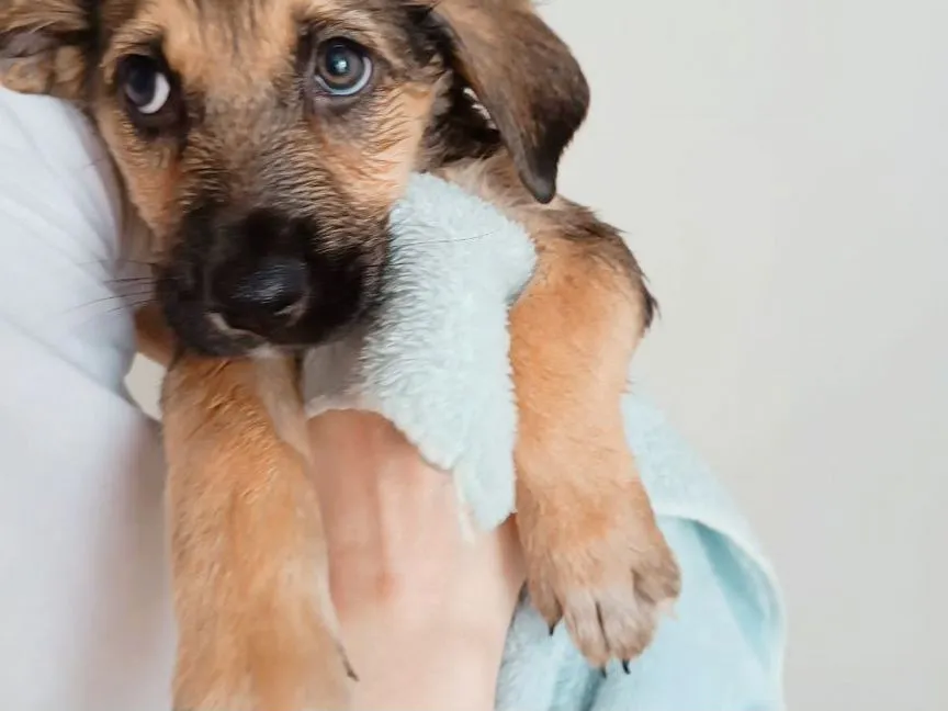 Оллис ждёт своего человека