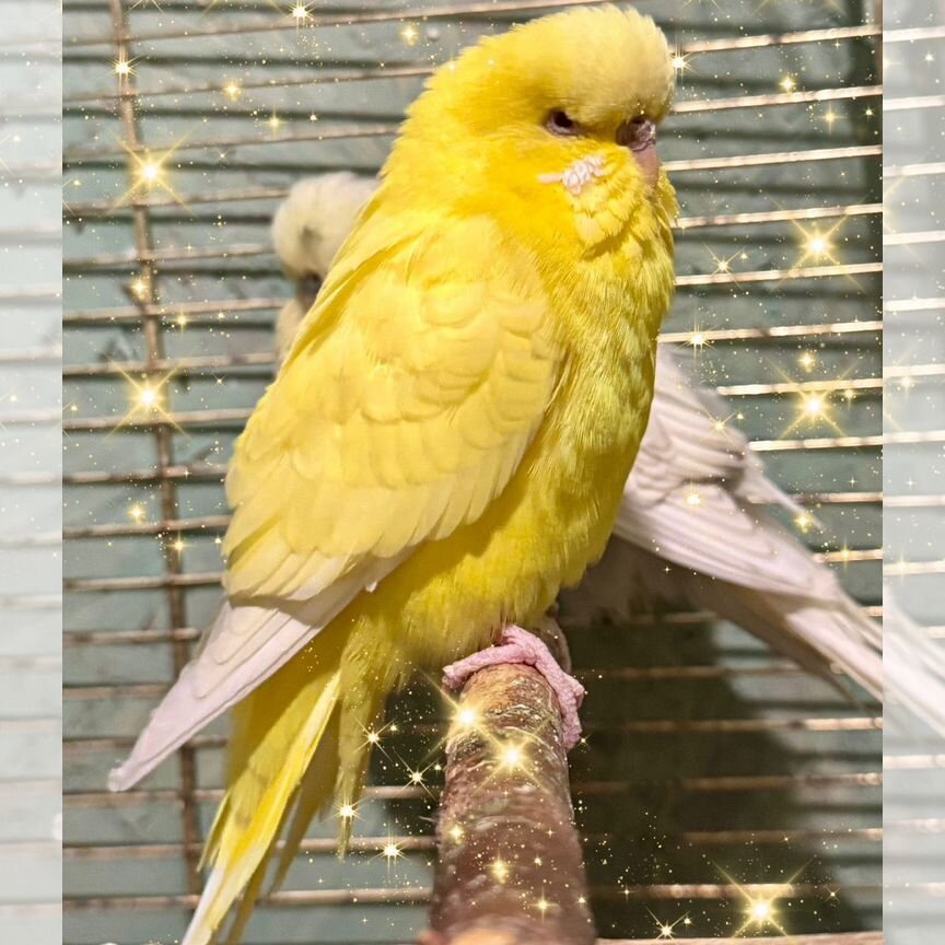 Выставочный волнистый попугай ввп Чех