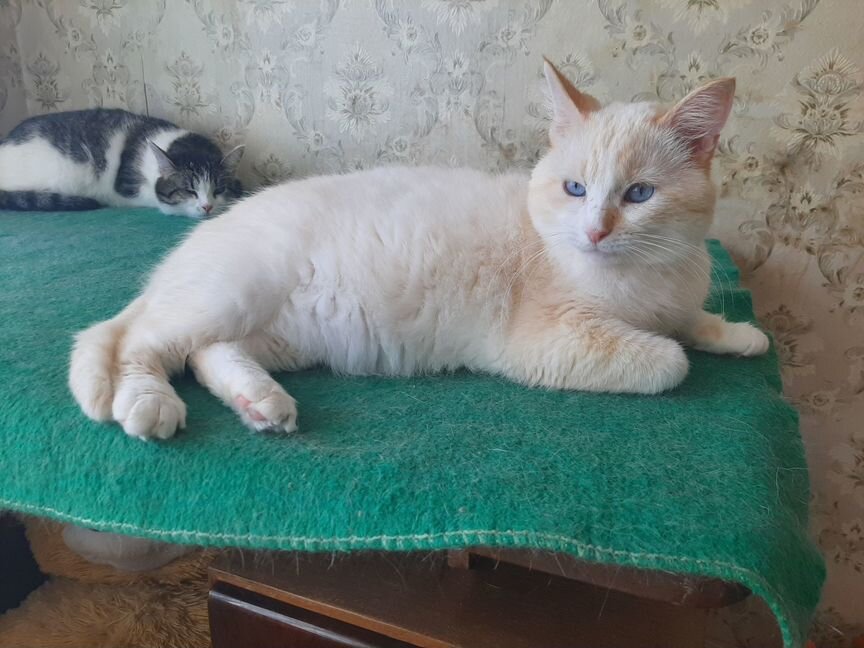 Молодой кот