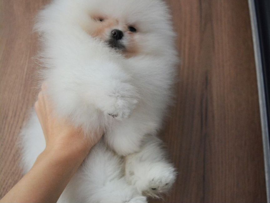 Померанский шпиц медвежьего типа