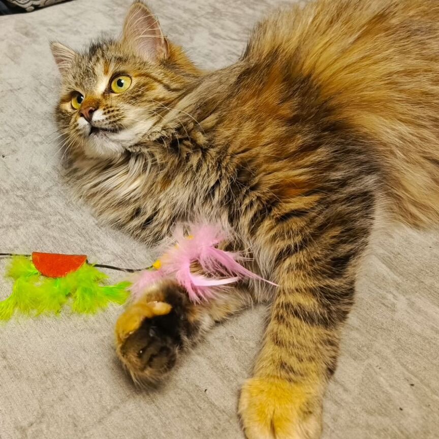 Кошка ищет дом
