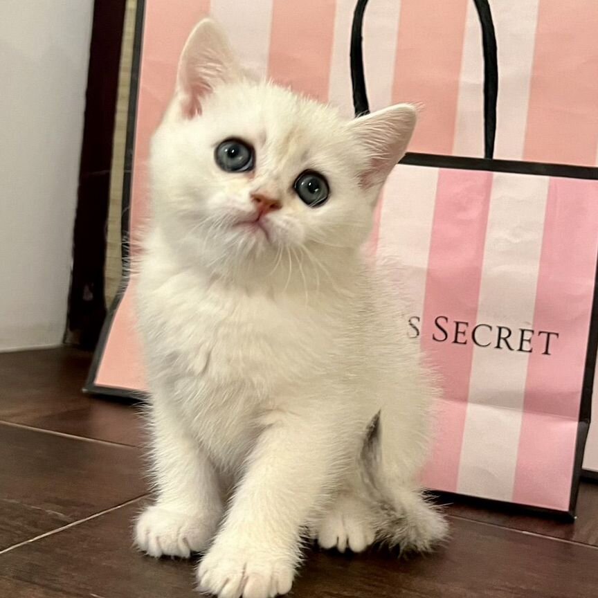 Шотландский прямоухий короткошёрстный котёнок