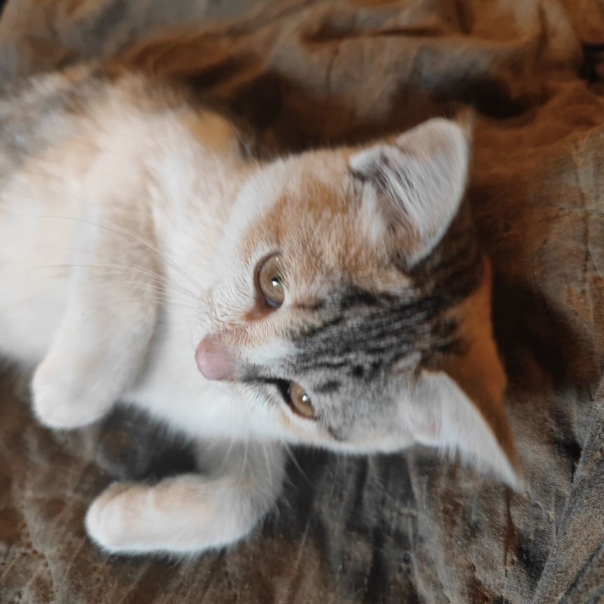 Котенок девочка котейка девочка котенок девочка