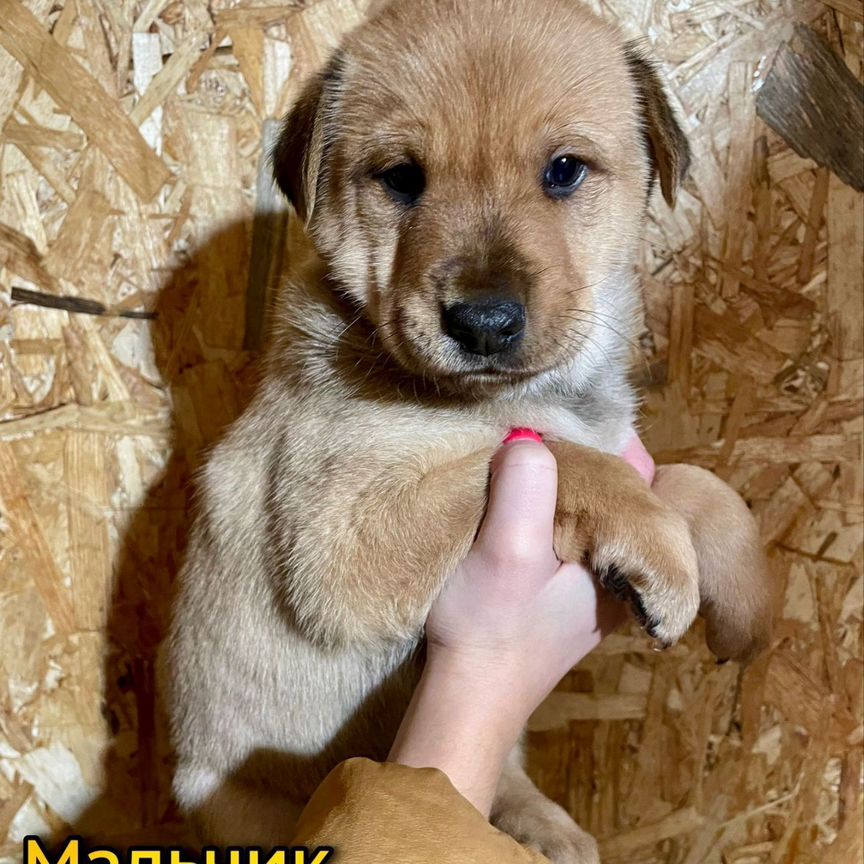 Метис шарпея мальчик