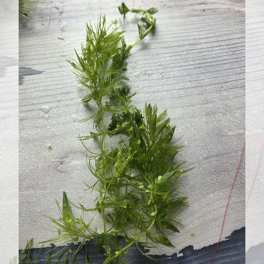 Водоросли для аквариума