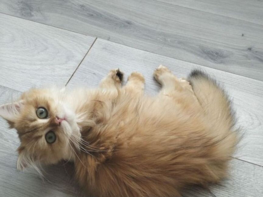 Британская золотая шиншилла