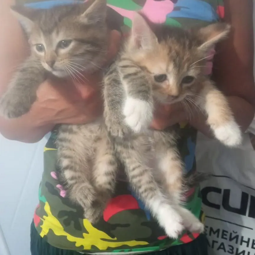 Отдам котят в добрые руки