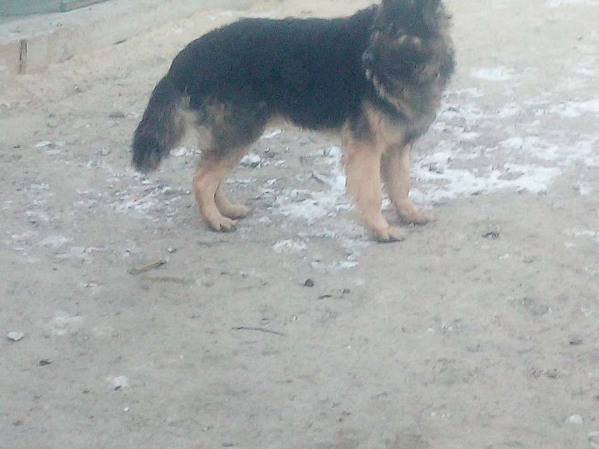 Немецкая овчарка длинношерстная вязка