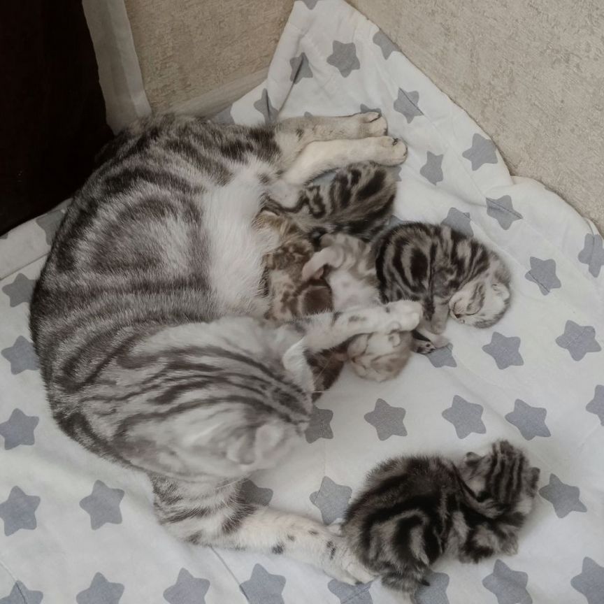 Шотландские котята