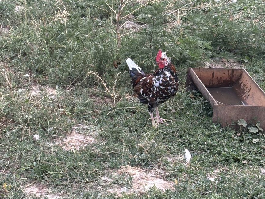 Куры петухи карликовые