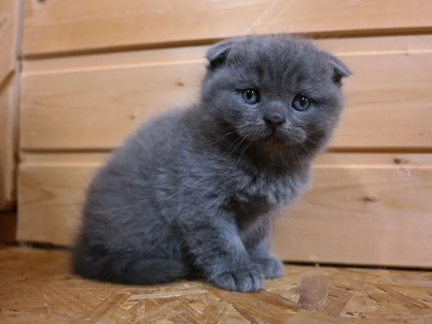 Шотландские котята бронирование