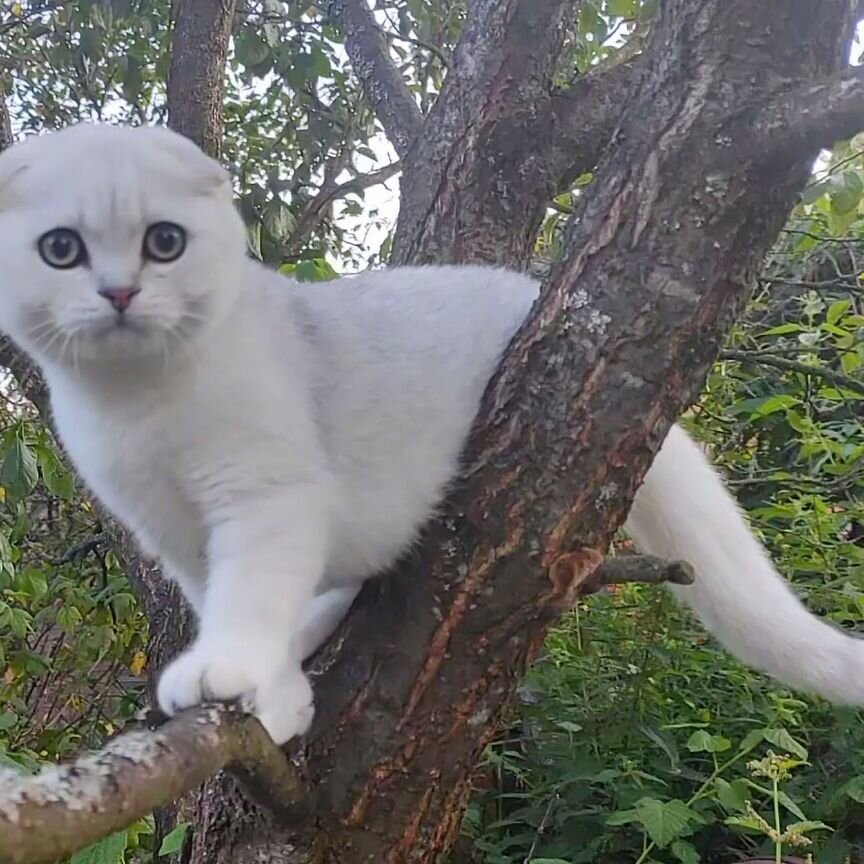 Шотландские котята серебристая шиншилла
