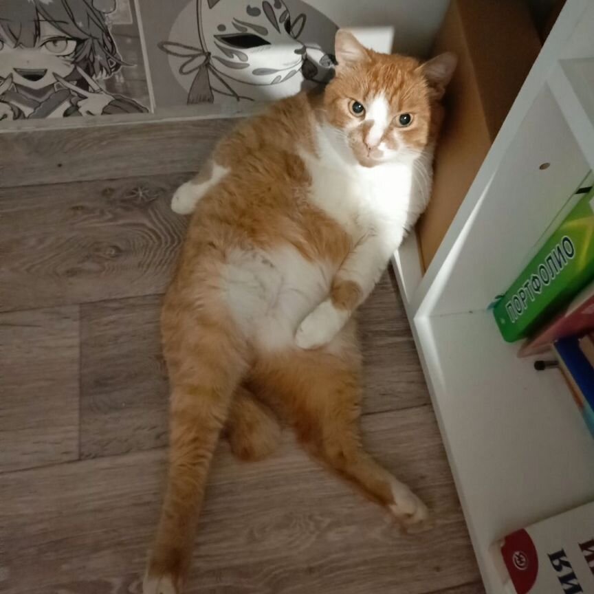 Взрослый кот в добрые руки