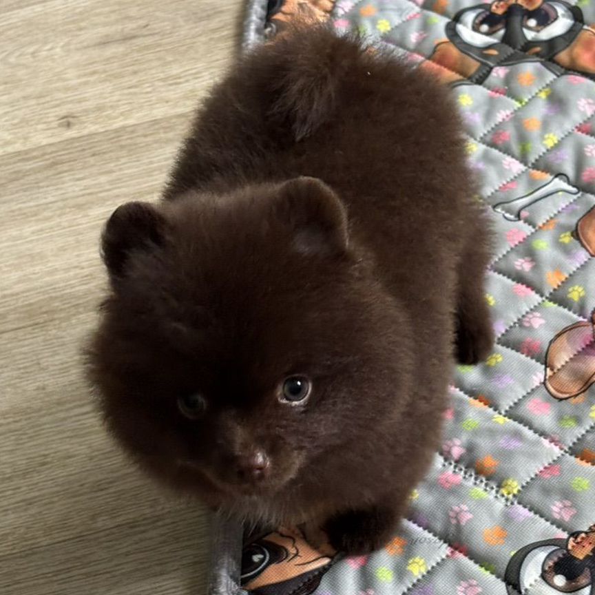 Померанский шпиц, щенок