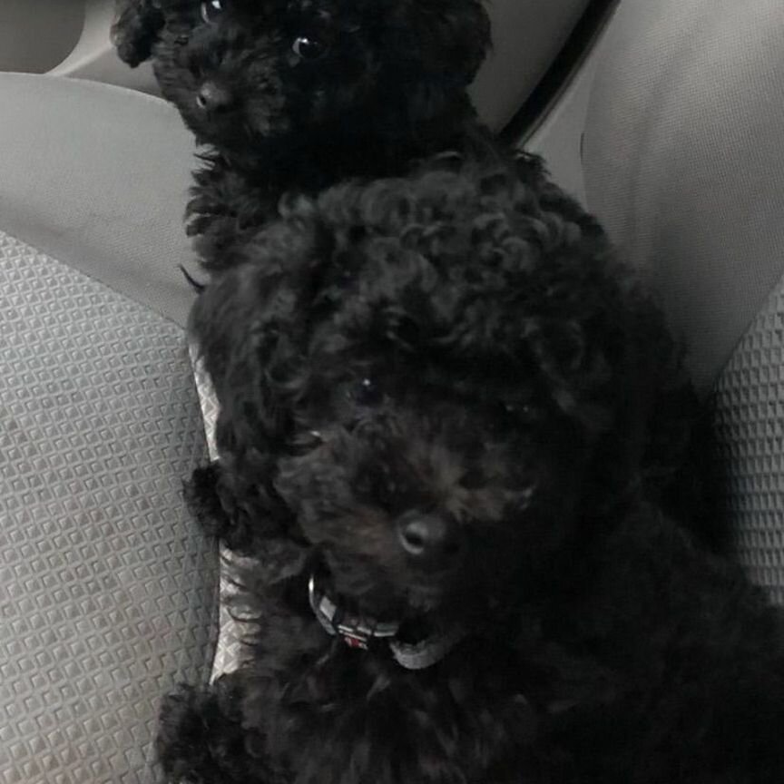 Мальтипу первого покаления эксклюзив