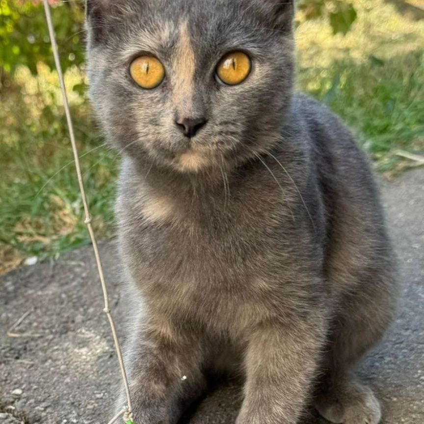 Шотландская