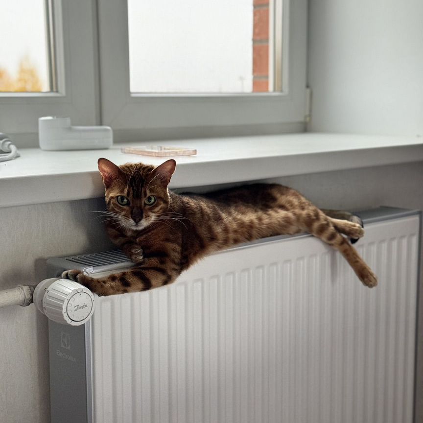 Бенгальская кошка