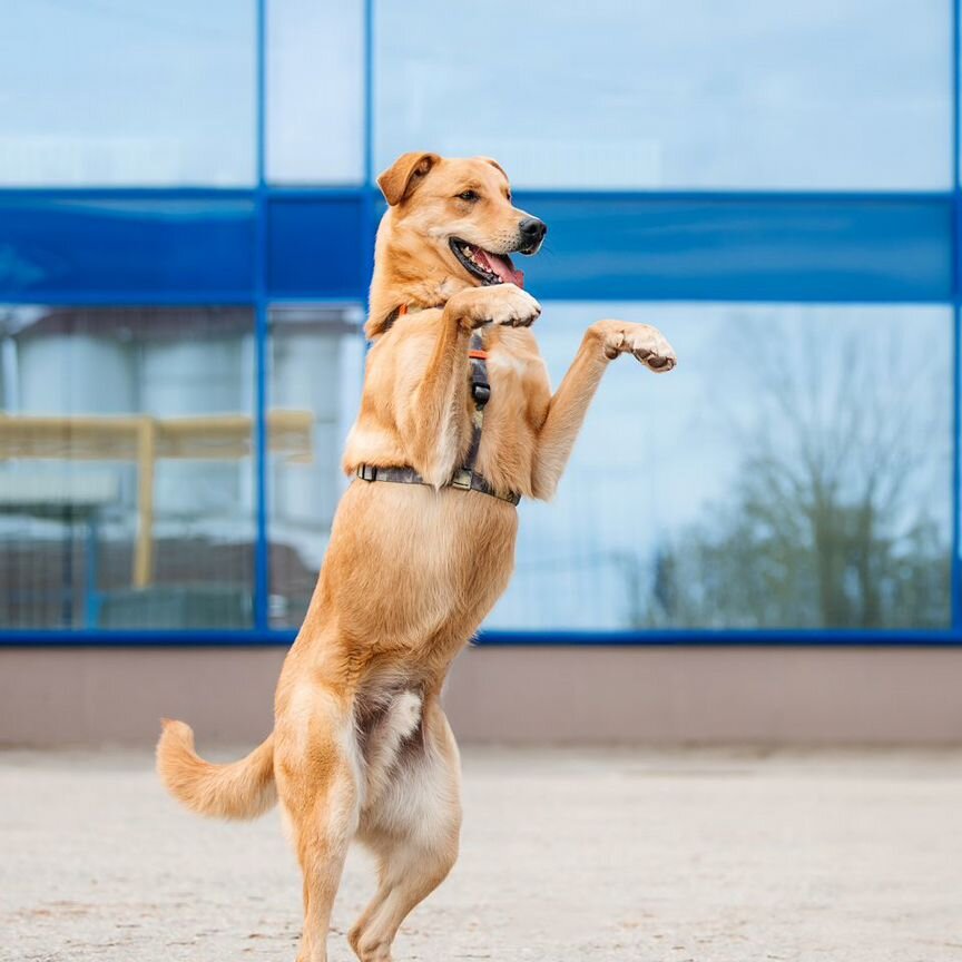 Банни собака в добрые руки