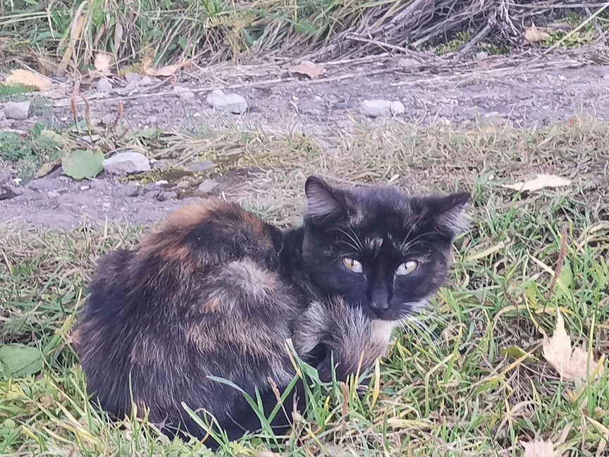 Котёнок(кошечка)ищет Дом