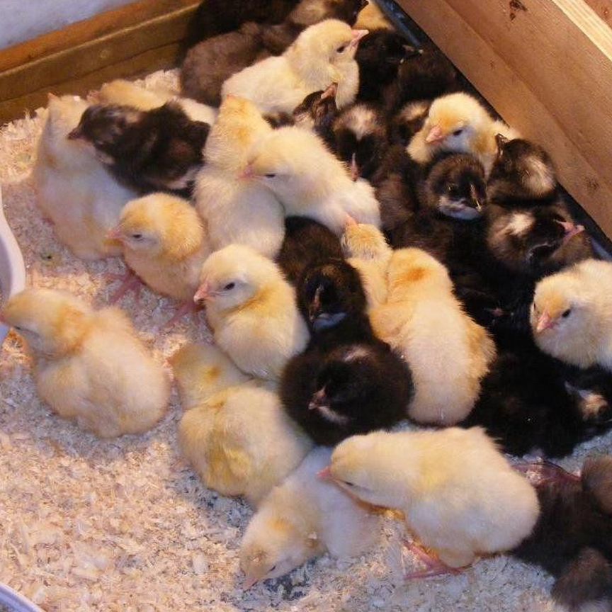 Продаю суточных и недельных цыплят