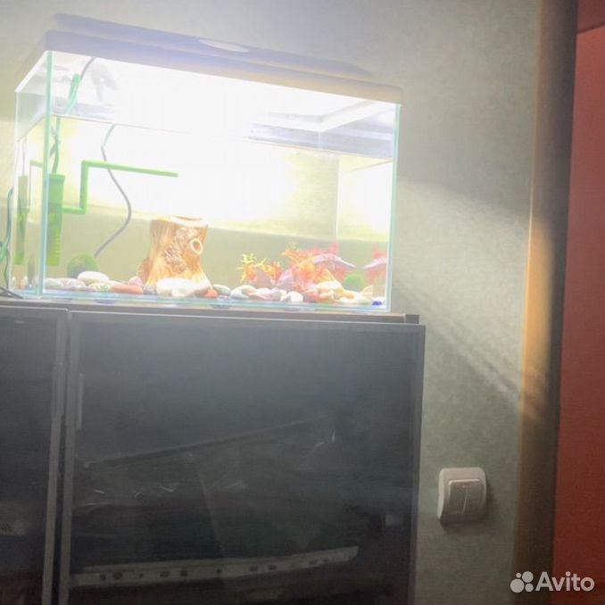 Лягушка шпорцавая аквариумная с аквариумом