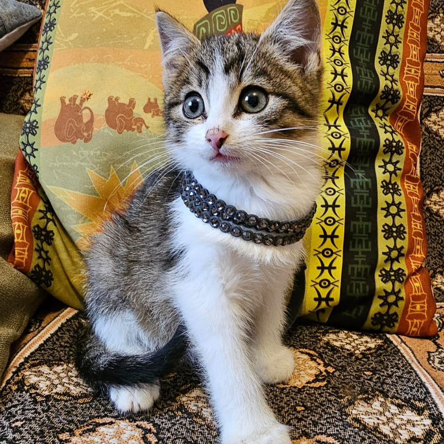 Отдам котят мальчиков