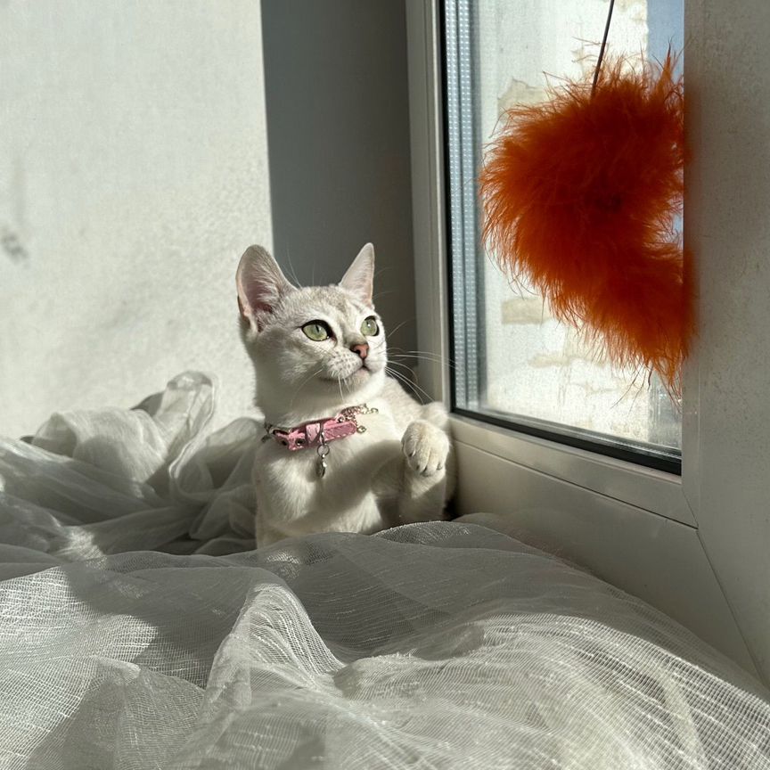 Котята бурмилла