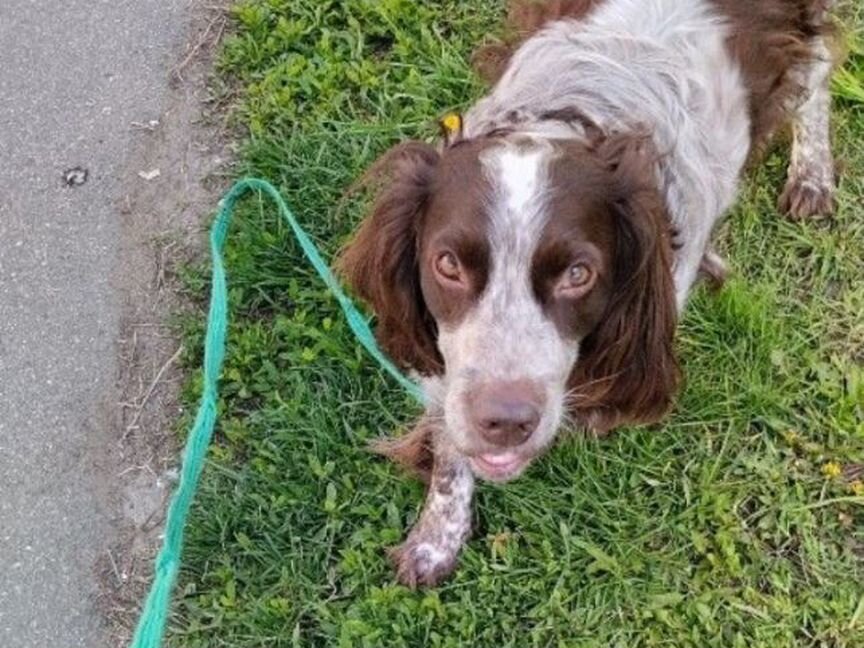 Русский спаниель вязка