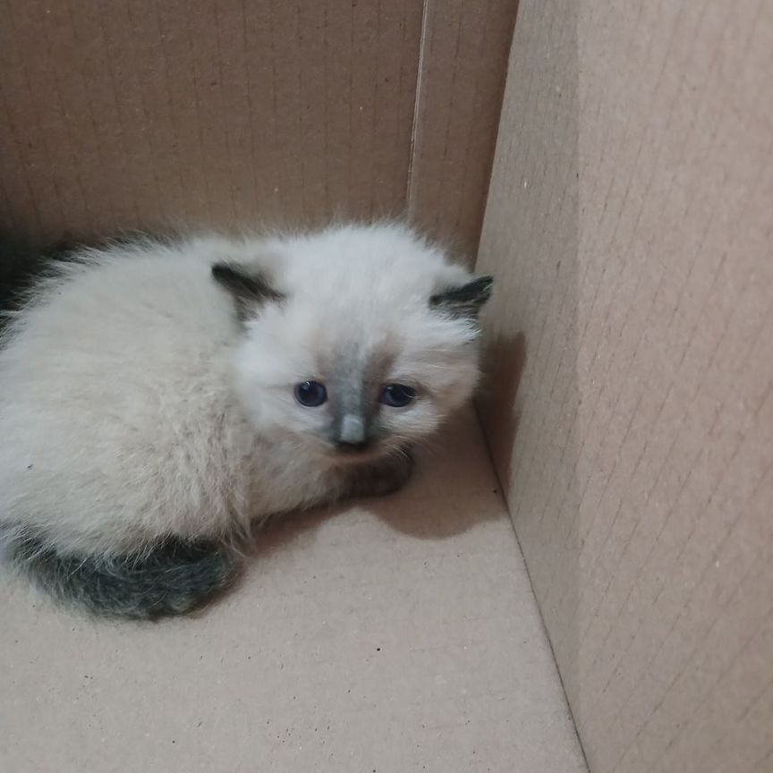 Домашние животные котята