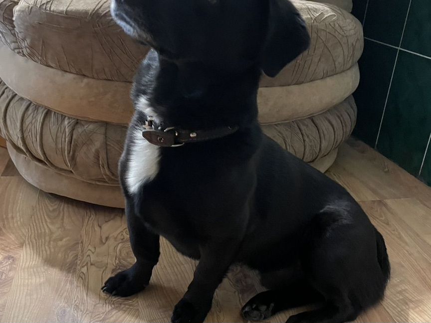 Джек рассел в добрые руки