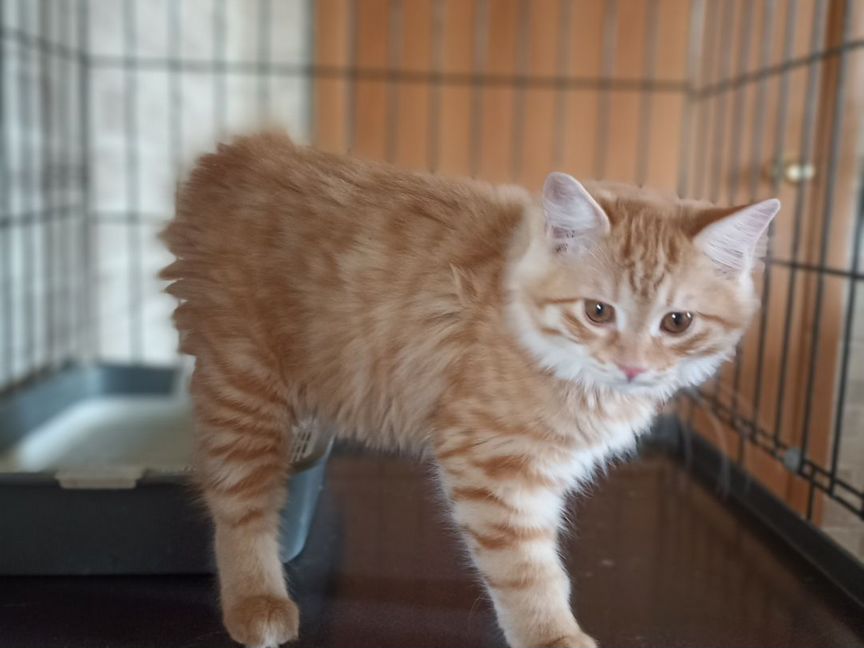 Котята курильский бобтейл