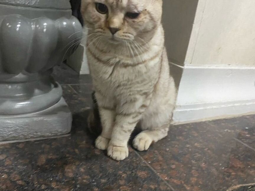Шотландский кот ищет дом