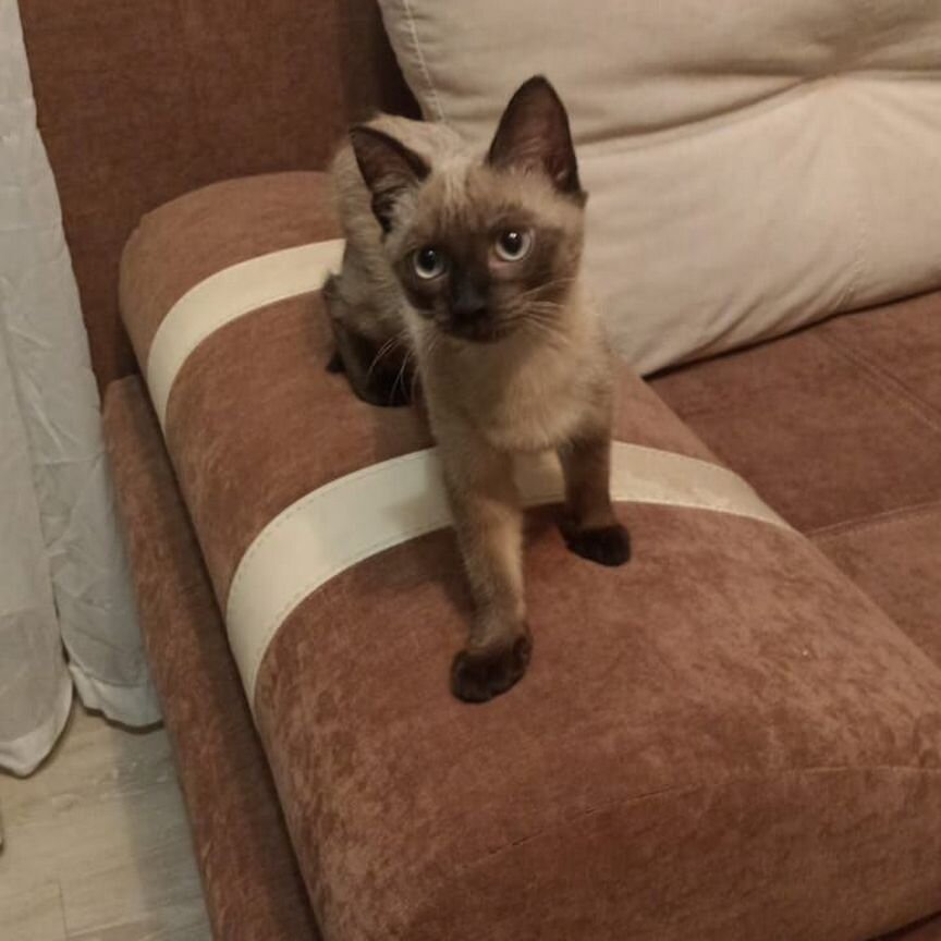 Кошечка 2,5 месяца