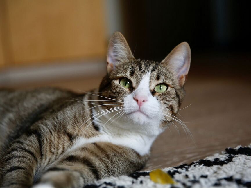 Котик ласковый