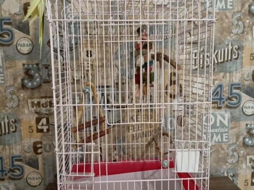 Попугай корелла с клеткой
