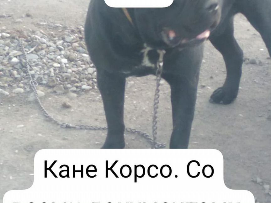 Собака кане корсо