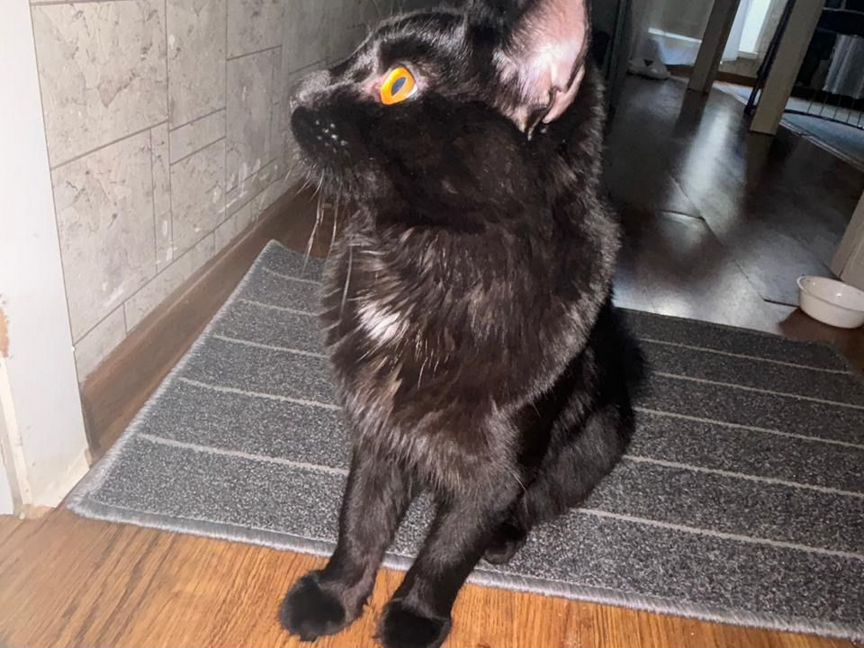 Кот в добрые руки