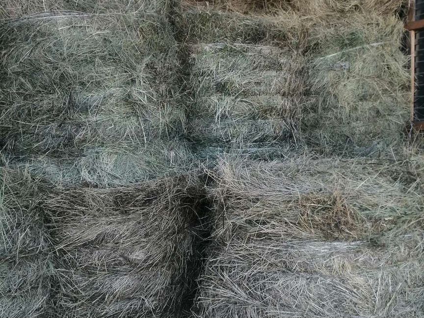 Сено зеленое