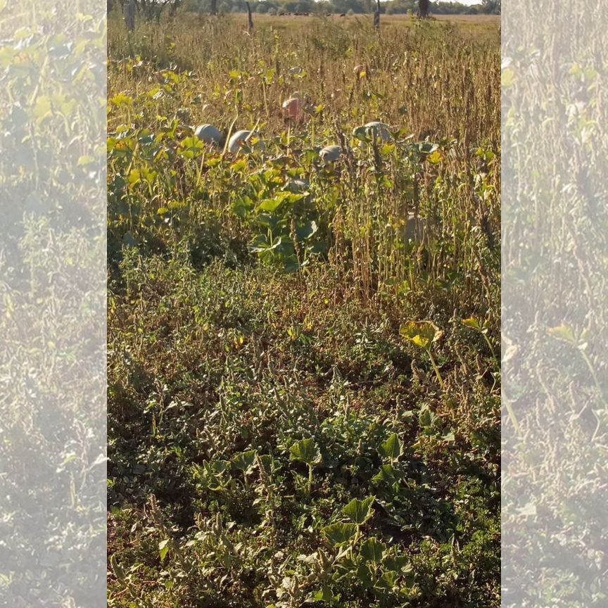 Продам оптом тыкву,не кормовая,много