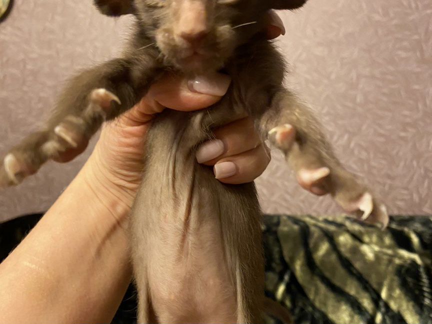 Ориентальные котята окрас гавана