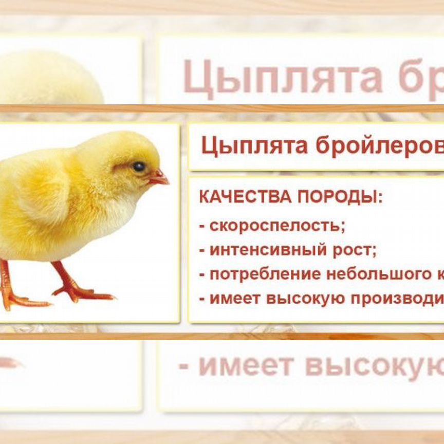 Цыплята бройлеры